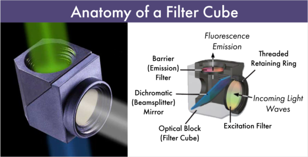 How Microscopy Filters Work - Omega Optical